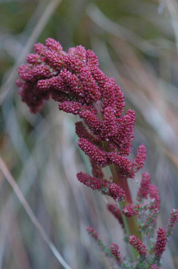 Gunnera perpensa (River Pumpkin, Wild Rhubarb) - Keeping It Green Nursery